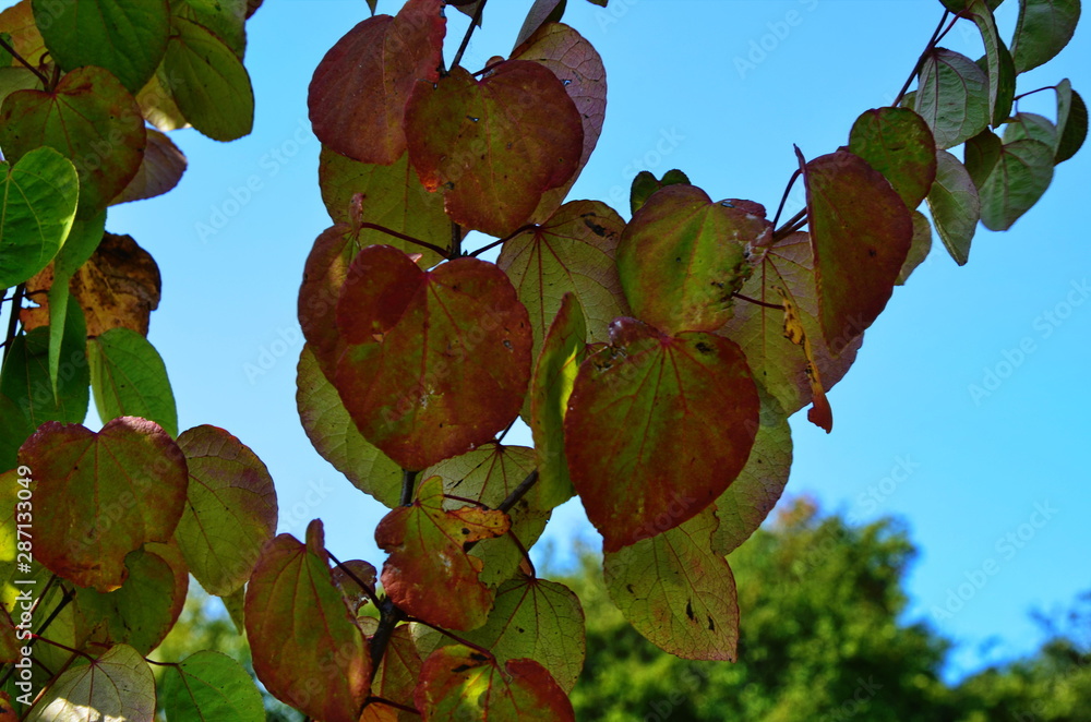 Heart shaped tree leaves Cercidiphyllum japonicum Stock Photo | Adobe Stock