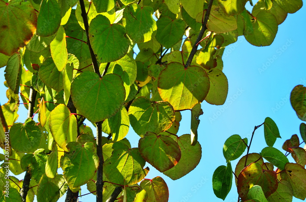 Heart shaped tree leaves Cercidiphyllum japonicum Stock Photo | Adobe Stock