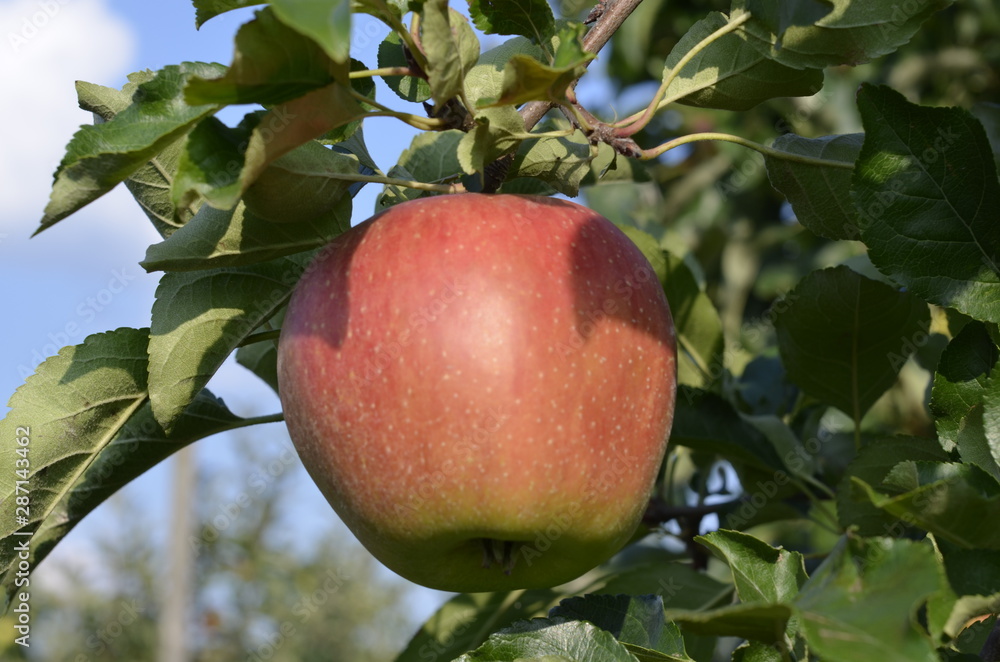 jabłek, sad, drzew, sady , zieleń,jabłka , lato , Sandomierskie sady ...