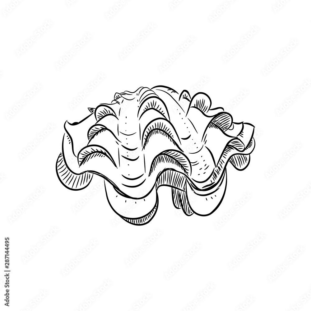 tridacna squamosa, bivalves are a large class of molluscs, also known ...