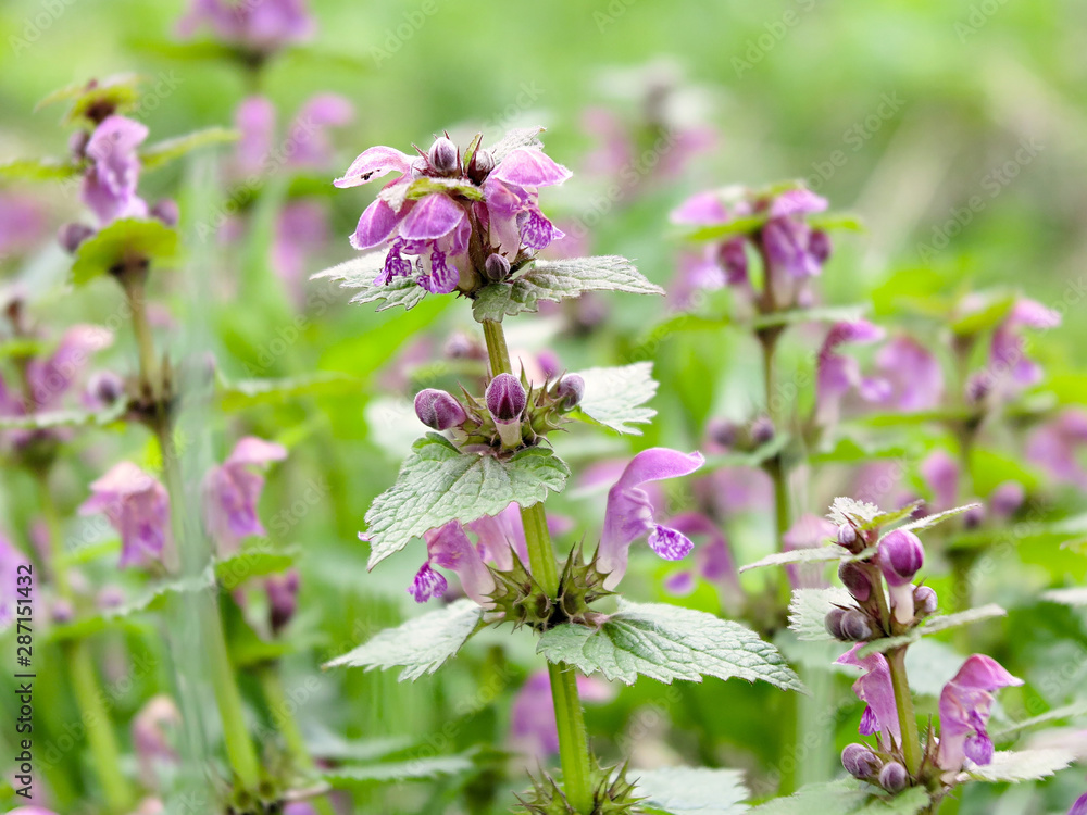The deaf nettle purple. Blooming deaf purple nettle. Background texture ...