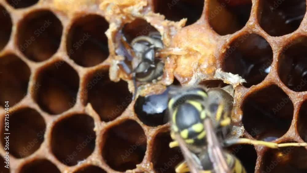 Attack of a wasp on a young bee exhaling from a cocoon. When exiting a ...