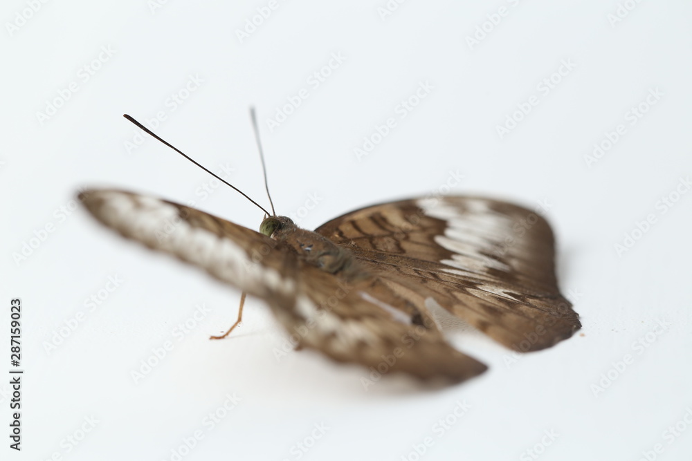 Beautiful flying Common Evening Brown butterfly (Melanitis leda) fully ...