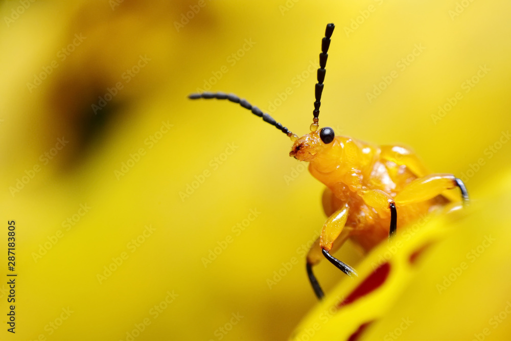 Yellow Beetle Insect