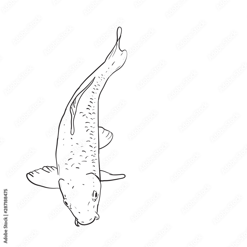 Koi carp nishikigoi literally brocaded carp. Common carp that are kept ...