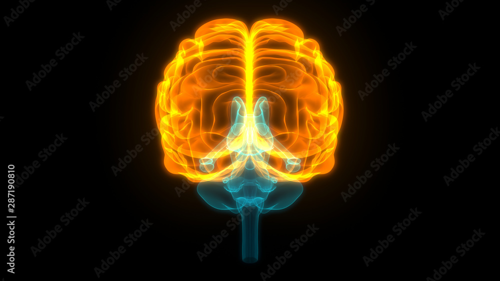 Human Central Nervous System brain Anatomy Stock Illustration | Adobe Stock