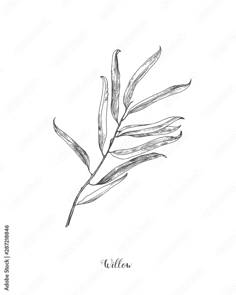 Willow branch line art vector on white background. Willow leaf ...