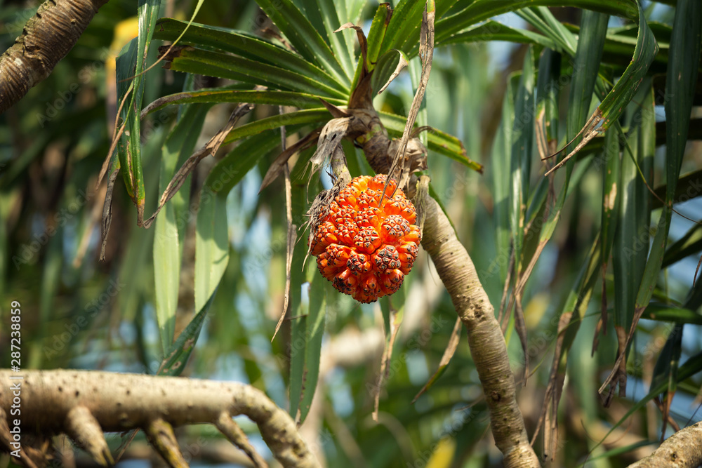 Foto de Pandan (Pandanus sp.) with a ripe fruit growing on the Indian ...