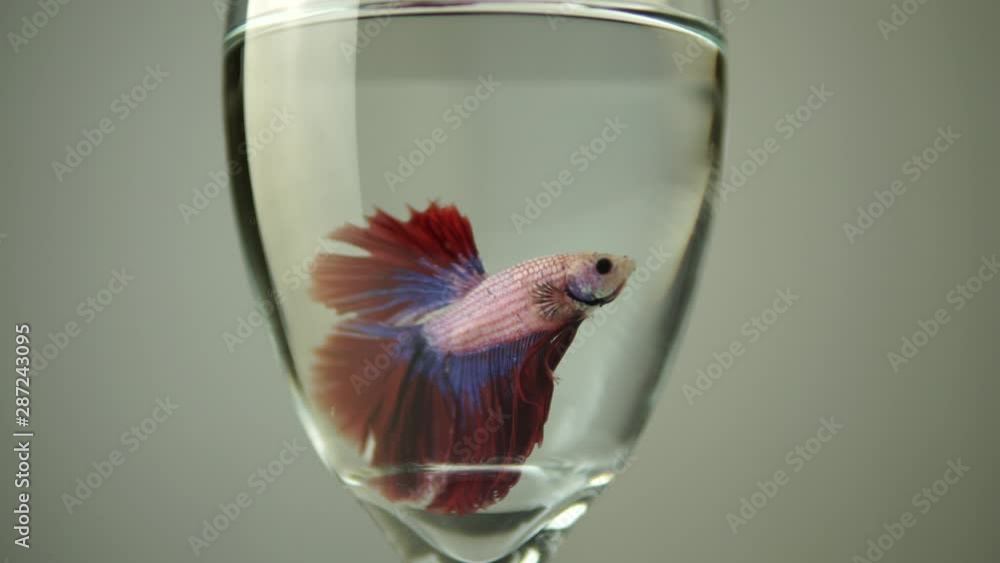 Fish in the cup. Siamese fighter fish or betta, red colour Thai ...