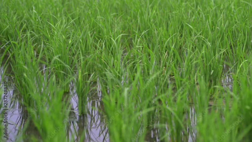 background view new green field healthy rice in summer. business ...