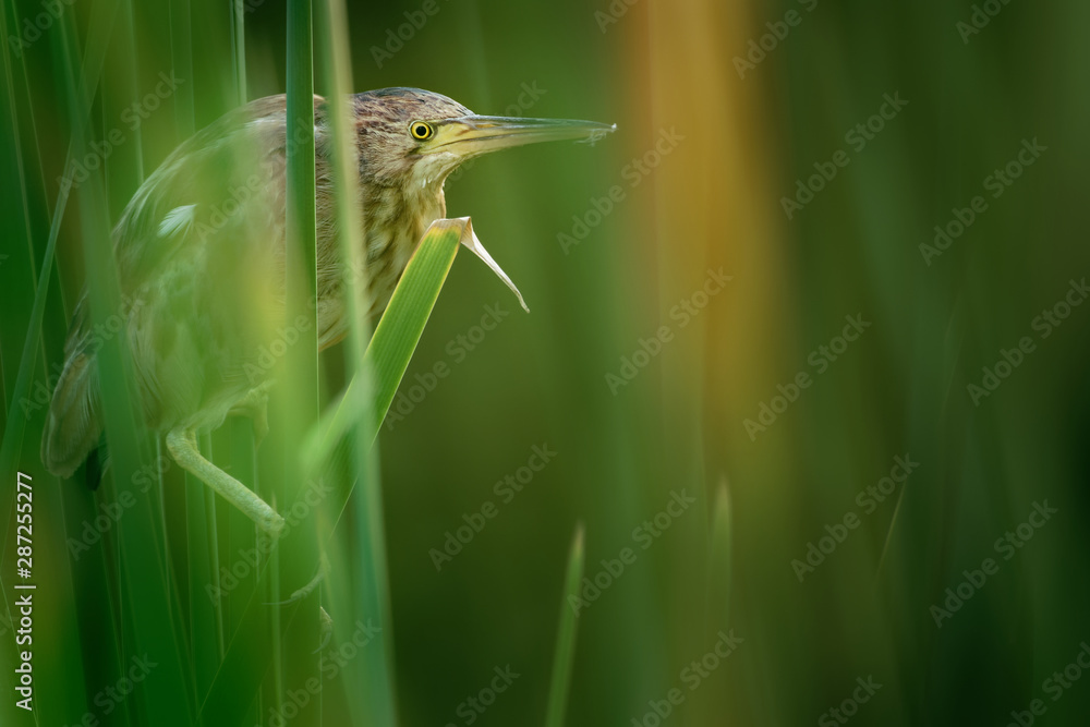 Yellow Bittern - Ixobrychus sinensis small bittern. It is of Old World ...