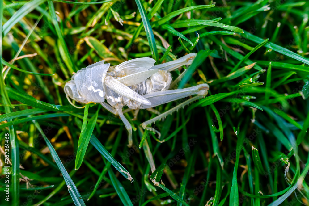 Exoskeleton of a grasshopper to study the life cycle of an insect ...