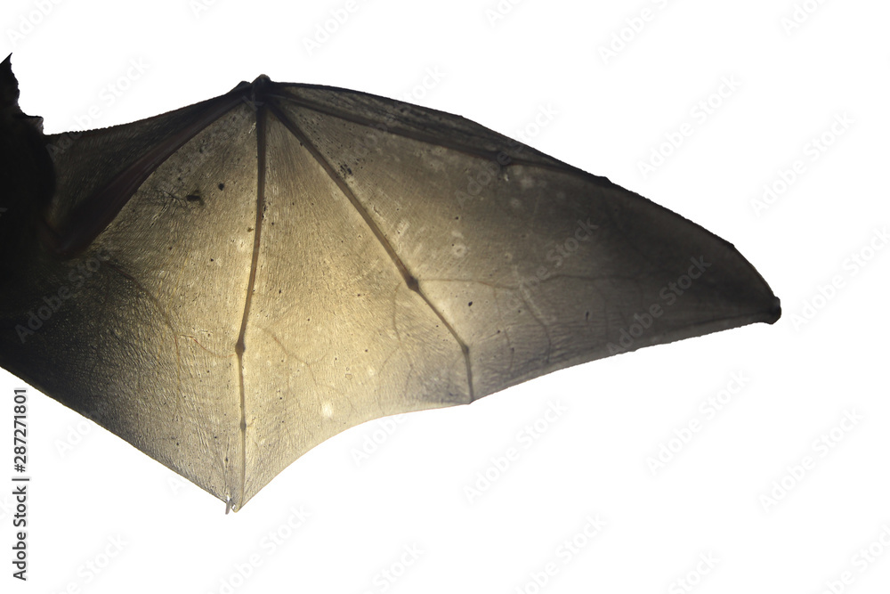 The wing of a bat lighted from beneath to show the many veins and bones ...