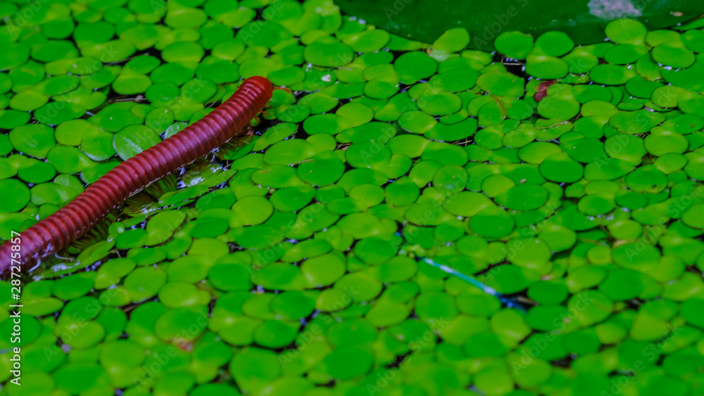 Giant Millipede (Thyropygus), large red and black millipede, Green ...