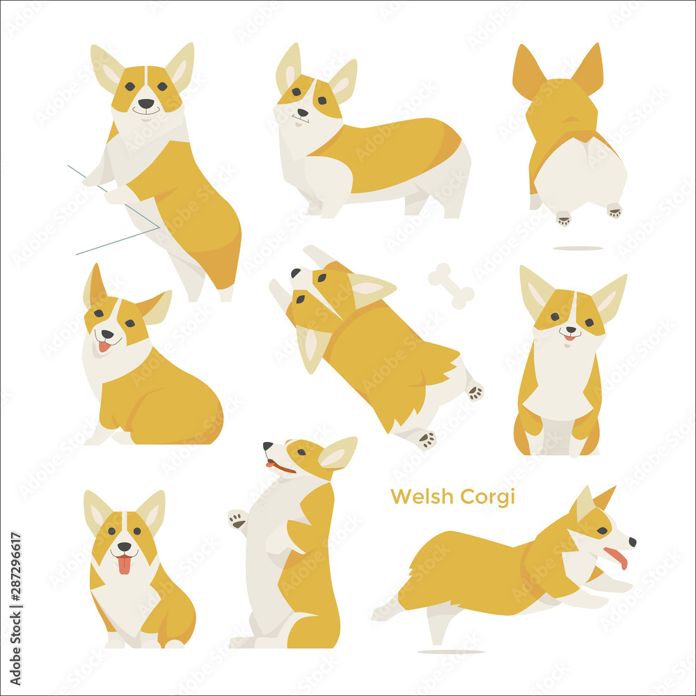 Cute Welsh Corgi characters in various poses. flat design style minimal ...