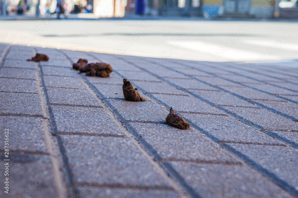 Dog dirt, turd, poo or pile of shit on sidewalk Stock Photo | Adobe Stock
