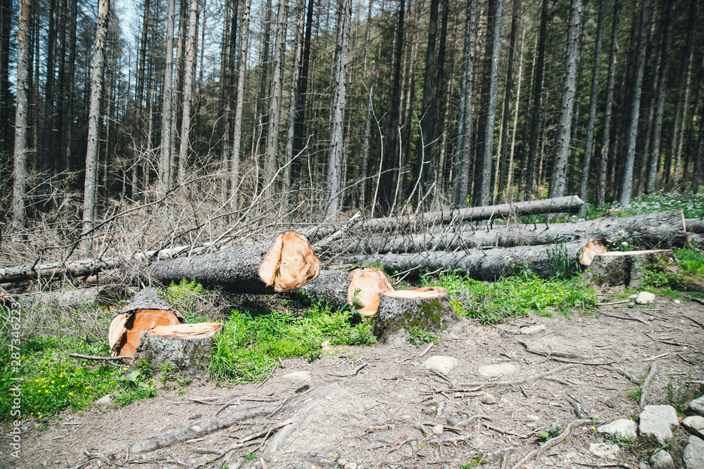 Ecological catastrophy. Photo of illegal logging. Environmental problem ...