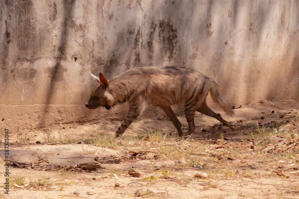 The spotted hyena (Crocuta crocuta), also known as the laughing hyena ...