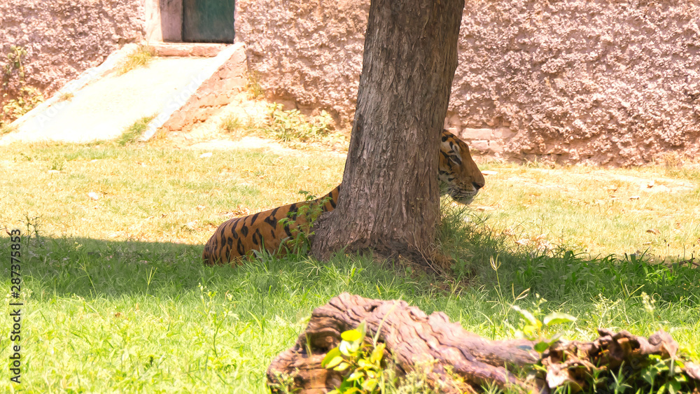 Wildlife animal - Siberian tiger (Panthera tigris altaica) also known ...