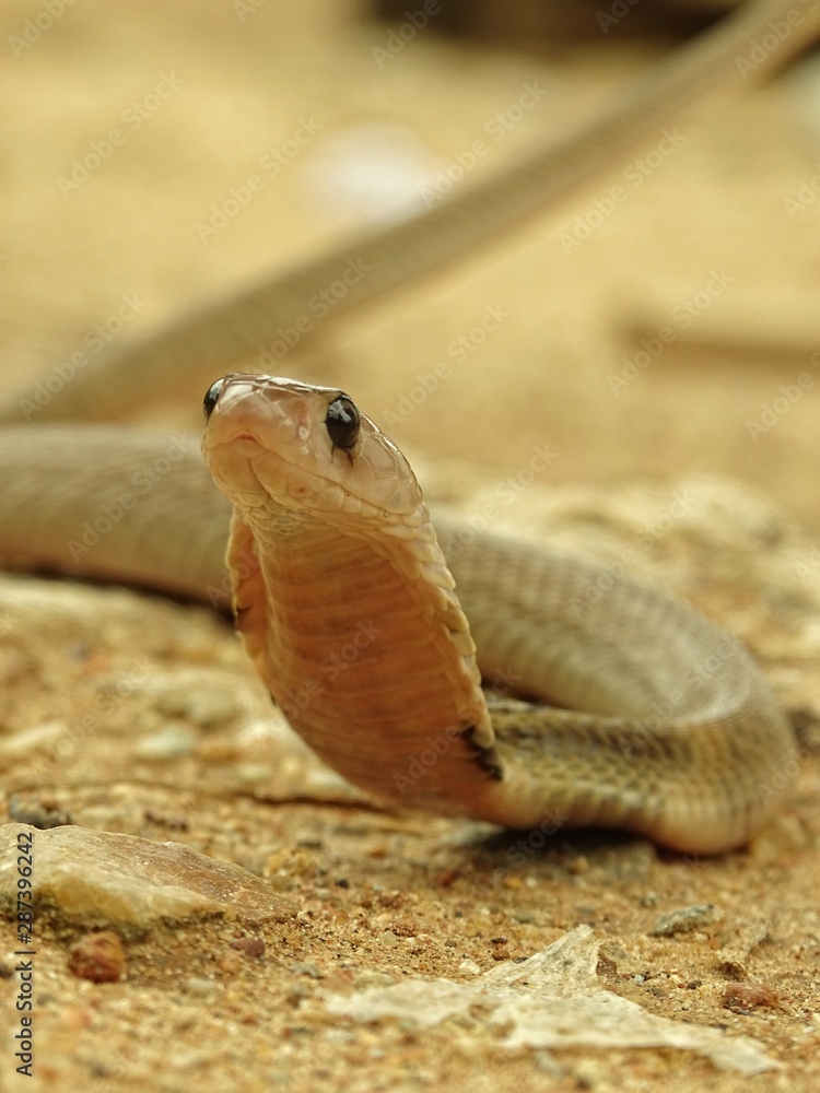 Baby Cobra