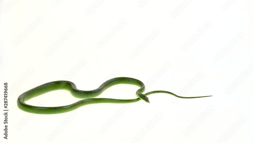 Rhinoceros Ratsnake or Rhynchophis Boulengeri. Also Known as Rhinoceros ...