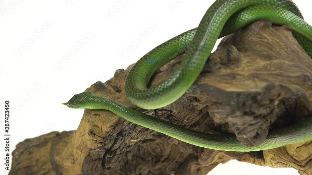 Rhinoceros Ratsnake or Rhynchophis Boulengeri. Also Known as Rhinoceros ...
