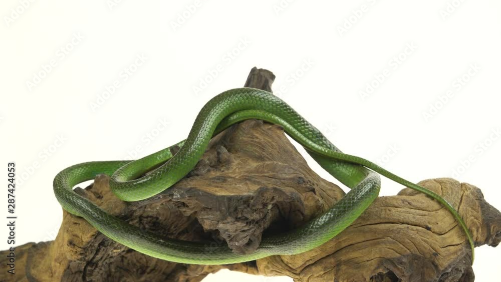 Vidéo Stock Rhinoceros Ratsnake or Rhynchophis Boulengeri. Also Known ...