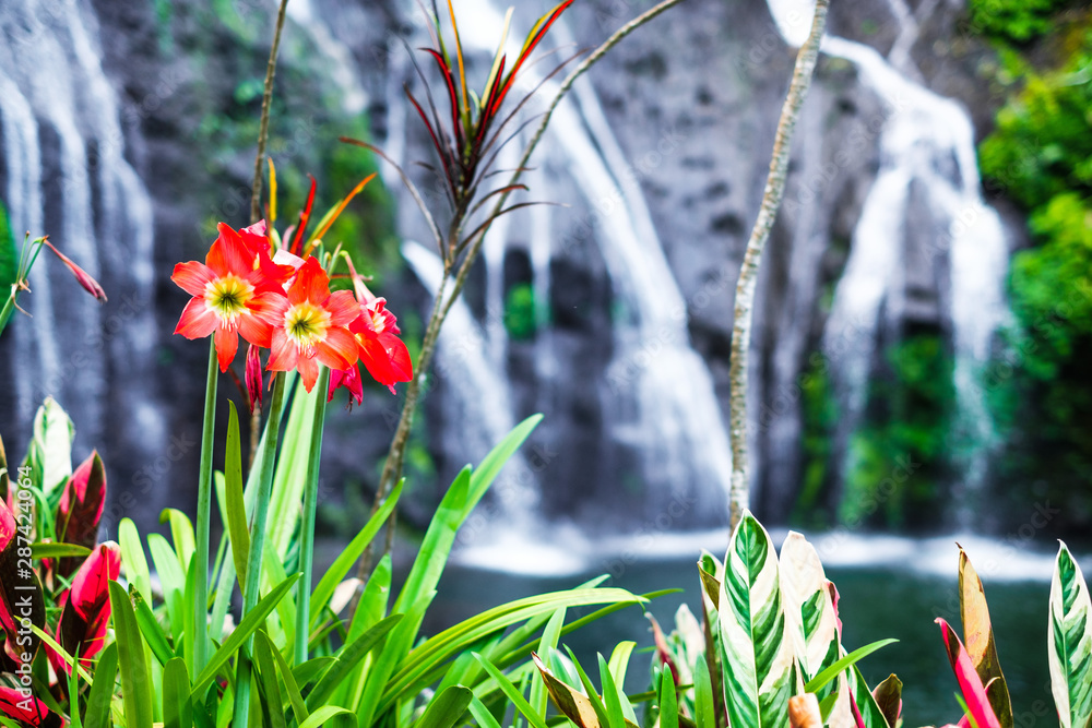 The flowers on the background of a waterfall. Flower hippeastrum on the ...
