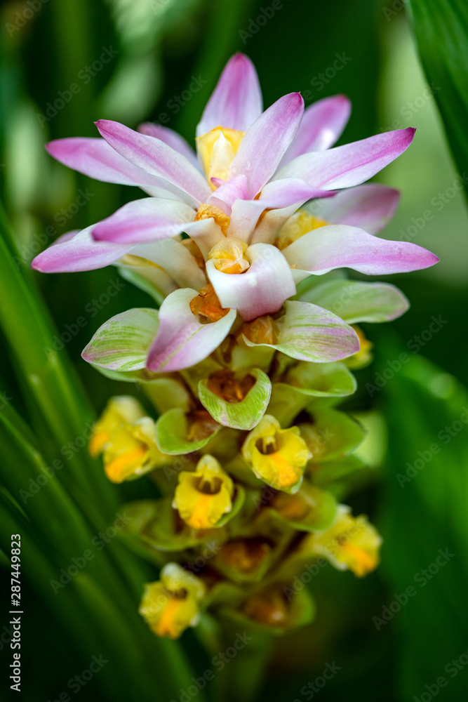 Curcuma Longa Flower