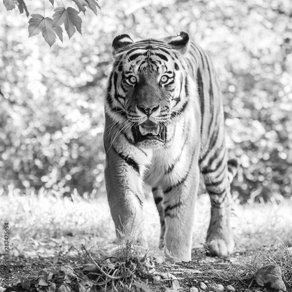 Siberian tiger in a full frontal view in monochrome Stock Photo | Adobe ...