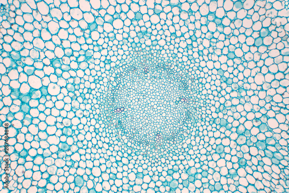 Cross sections of plant root under microscope view. Stock Photo | Adobe ...