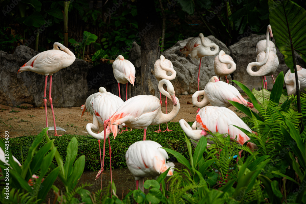 pink flamingo : the Greater Flamingo is the most common and widespread ...