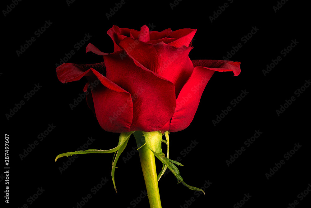 Single Dark Red Rose