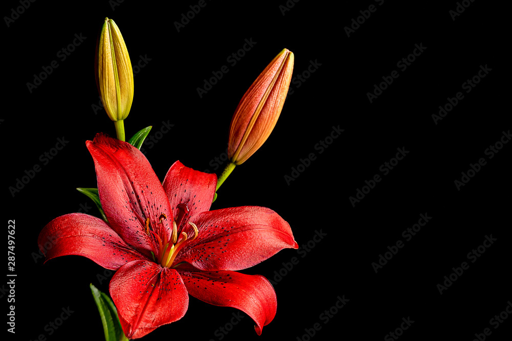 Orange Tiger Lily Wallpaper