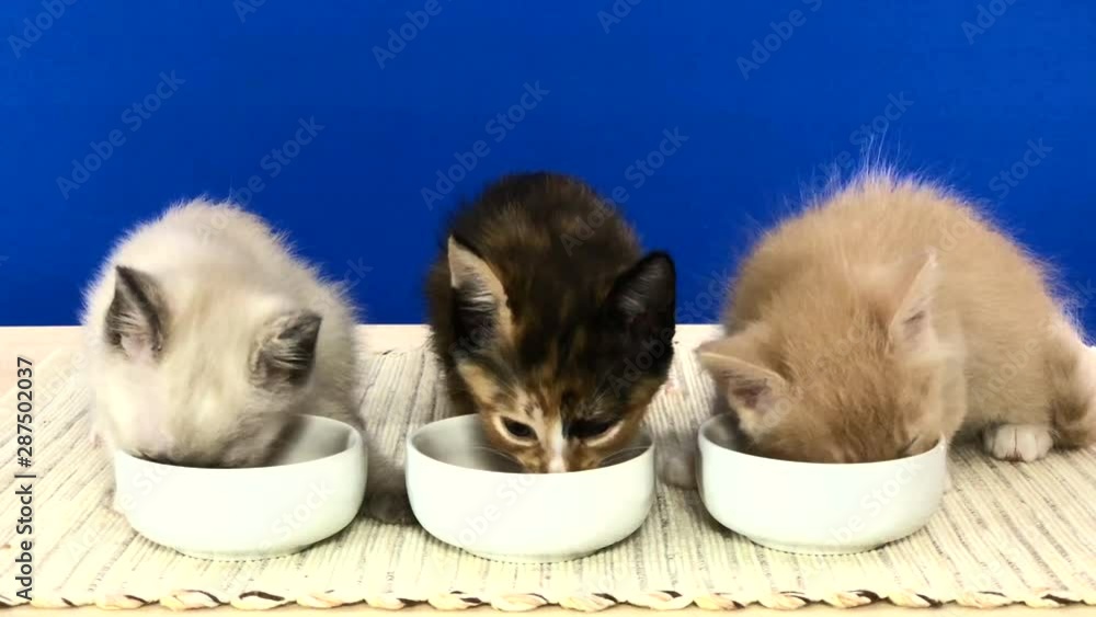 Video Stock 4K HD Video of 3 kittens eating from food bowls, looking ...