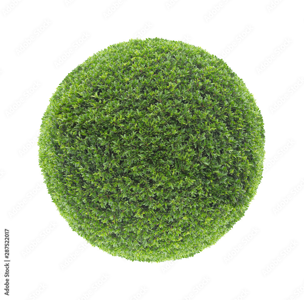 Circle shape clipped topiary bush isolated on white background for ...