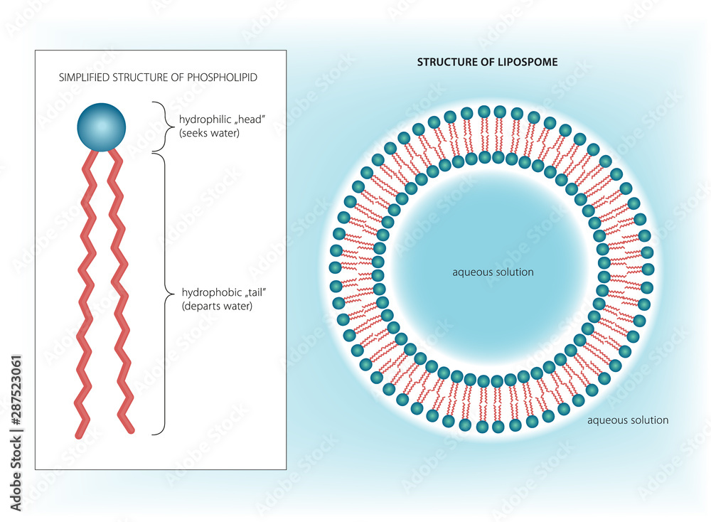 Vector illustration of phospholipid Stock Vector | Adobe Stock