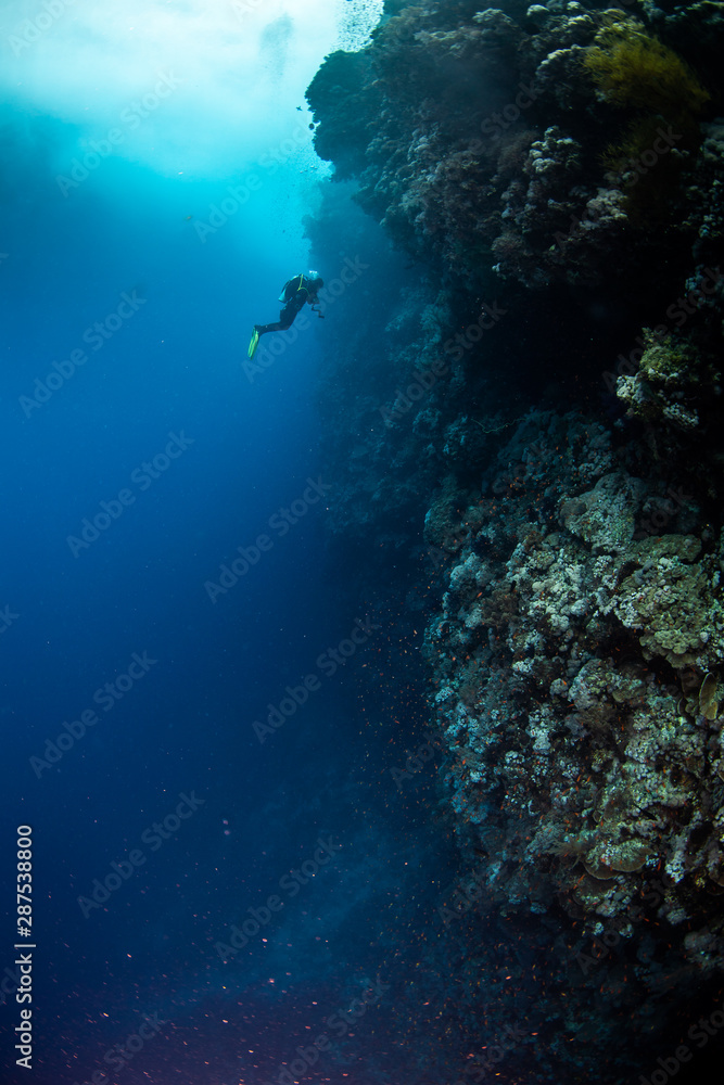 Diver in the Red Sea hangs in the deep blue agains the sheer rock cliff ...