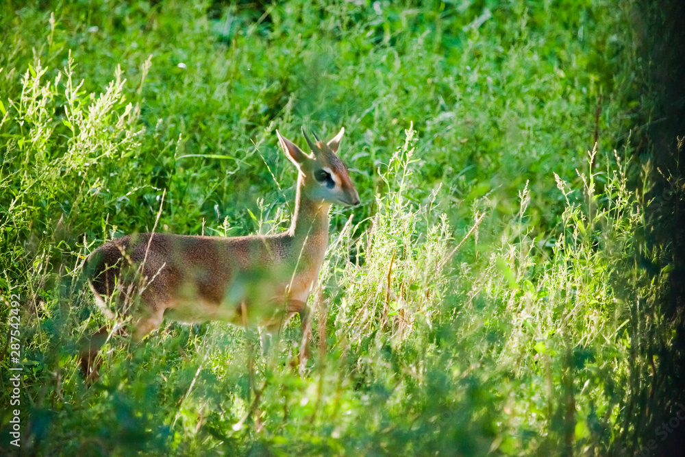 Proud and lit. Kirk's dik-dik is a small antelope native to Eastern ...