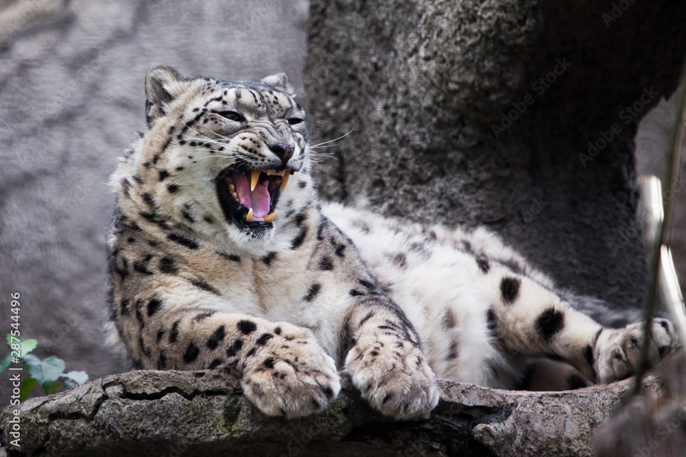 Snow Leopard Teeth