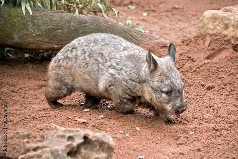 side view of a hairy nosed wombat in sand Stock Photo | Adobe Stock