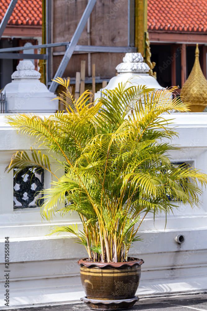 Dypsis lutescens plant in a pot.Common nane Golden cane palm,Areca palm ...