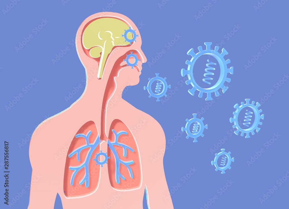 Flat 3D anatomical illustration of the human body, showing internal ...