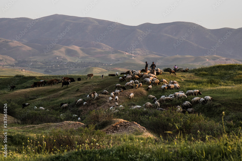 Foto de Iraq Kurdistan landscape view of Zagros and sheep and shepards ...