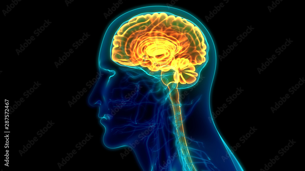 Human Nervous System Brain Anatomy Stock Illustration | Adobe Stock
