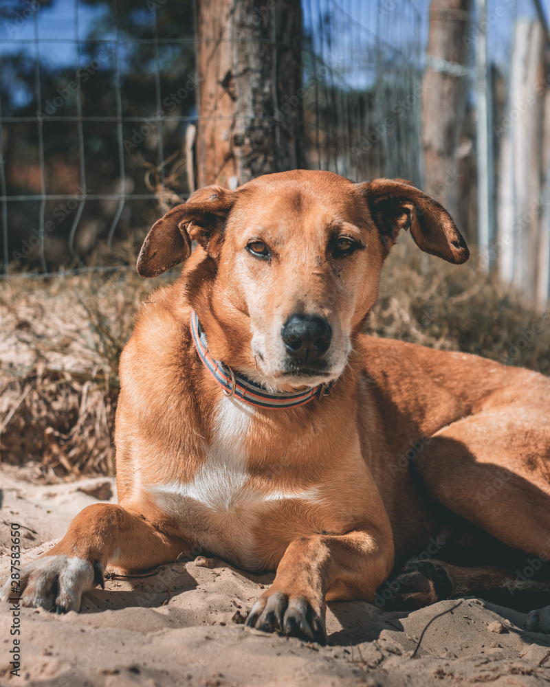 Mutt Caramel dog relaxing on sand at the beach in Brazil with an ...