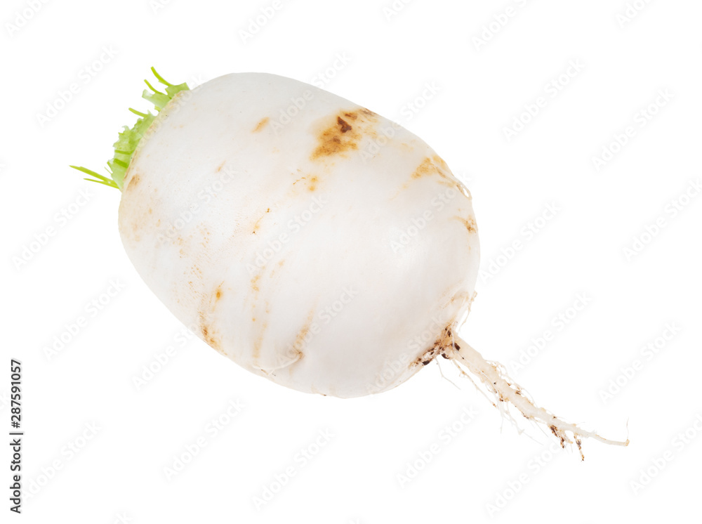 Japanese White Turnip