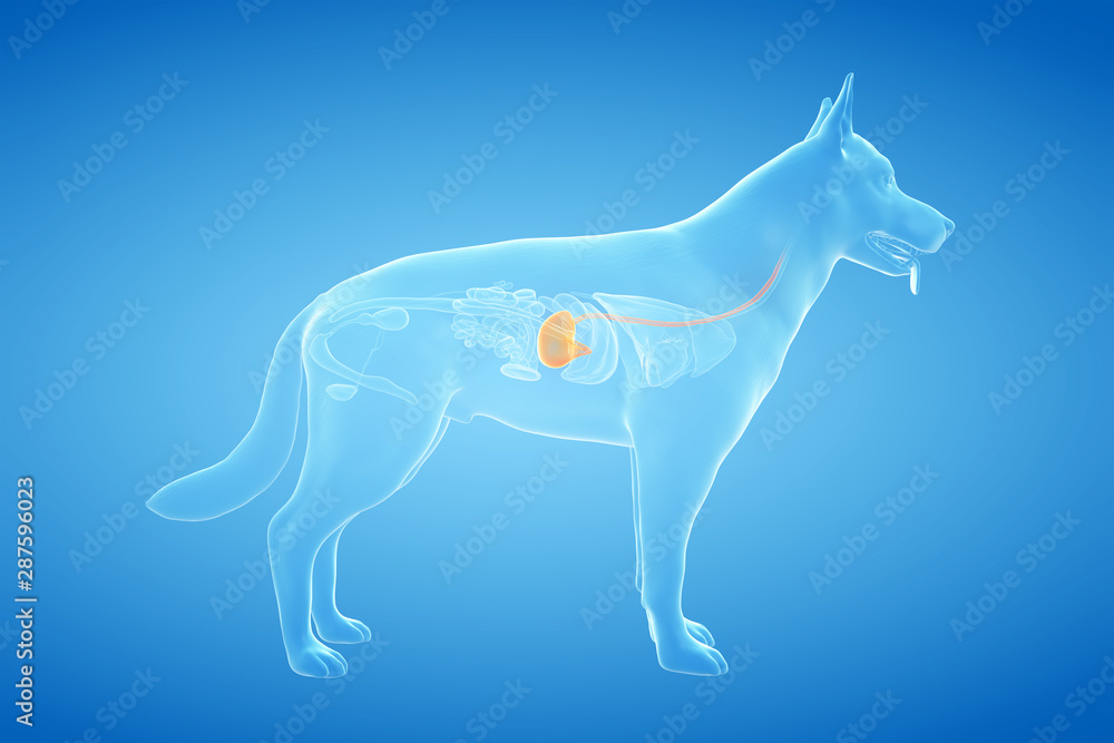 3d rendered anatomy illustration of the canine stomach Stock ...