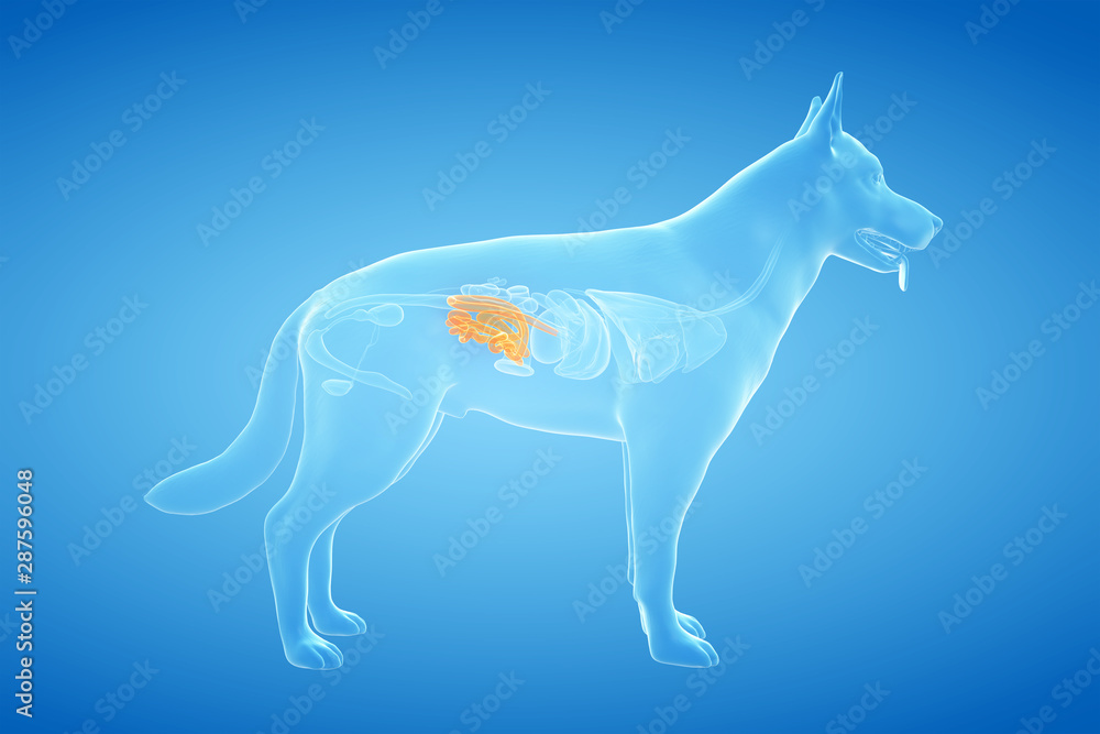 3d rendered anatomy illustration of the canine small intestine Stock ...