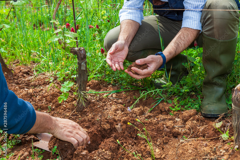 Visita in vigna Stock Photo | Adobe Stock